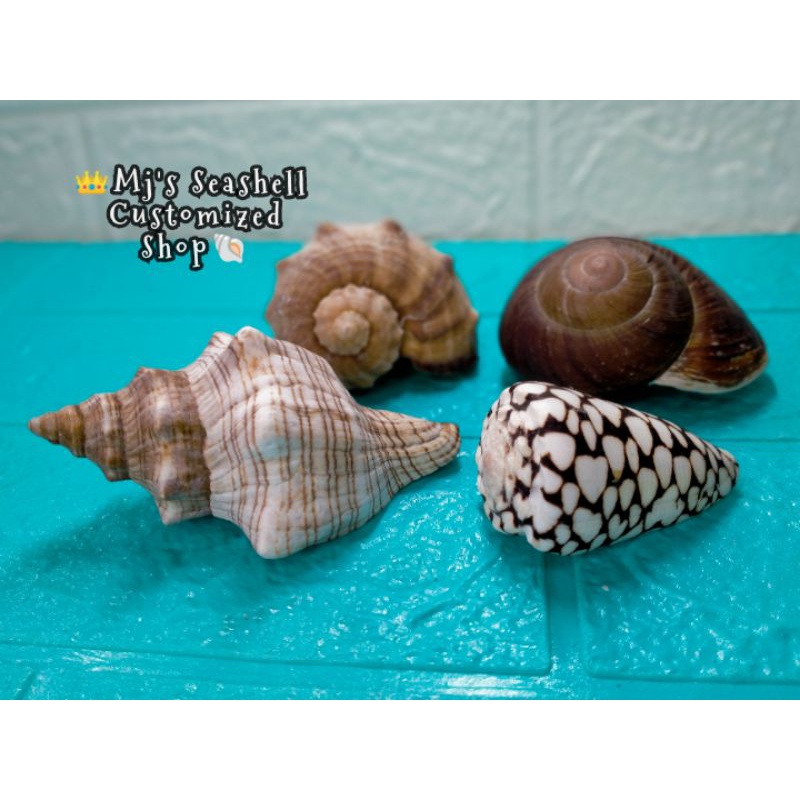 Mixed Beach Aquarium seashells | Shopee Philippines