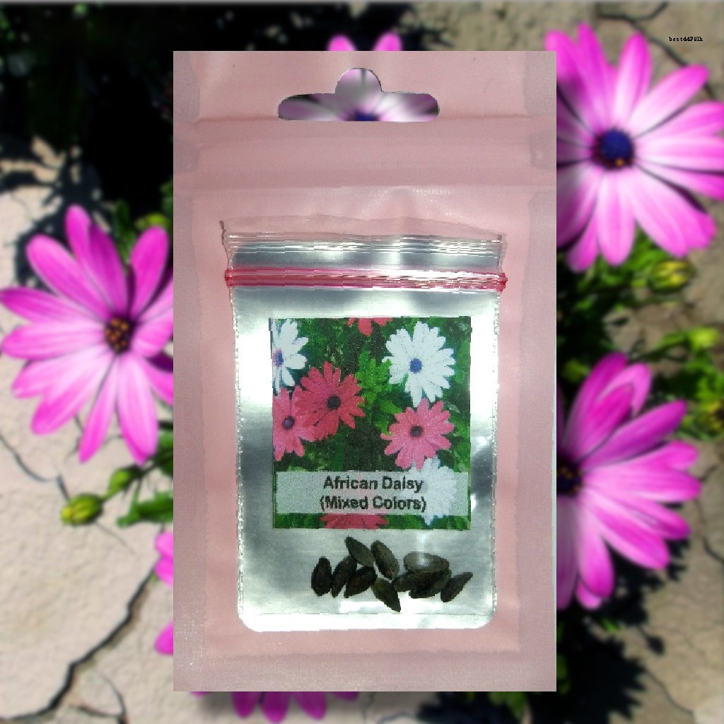 African Daisy/Cape Daisy Flower Seeds Mixed Colors 10 Seeds ...