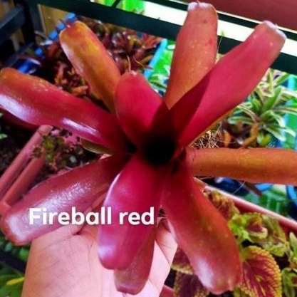 FIRE BALL RED VRIESEA (MINI BROMELIAD) | Shopee Philippines