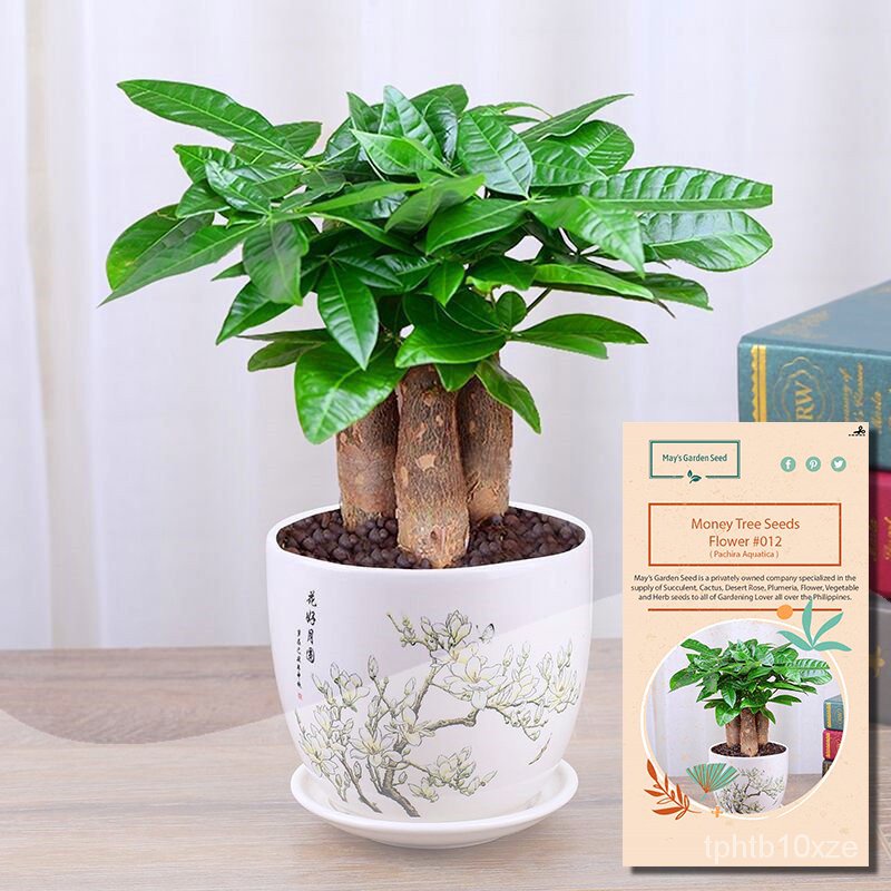 spot seeds Money Tree Seeds, Pachira Aquatica Seeds, Tree Seeds#012 ...
