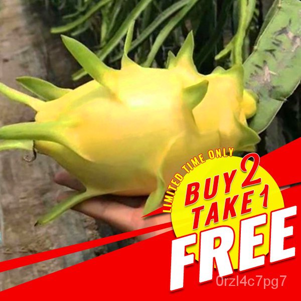 easy planting Yellow Dragon Fruit Seeds - Yellow Pitahaya - Thai Gold ...