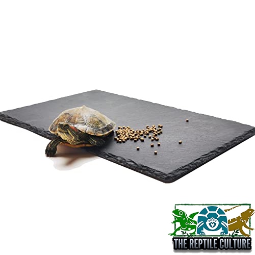 Large Tortoise Reptile Rock Plate Feeding Dish Natural Black Stone ...