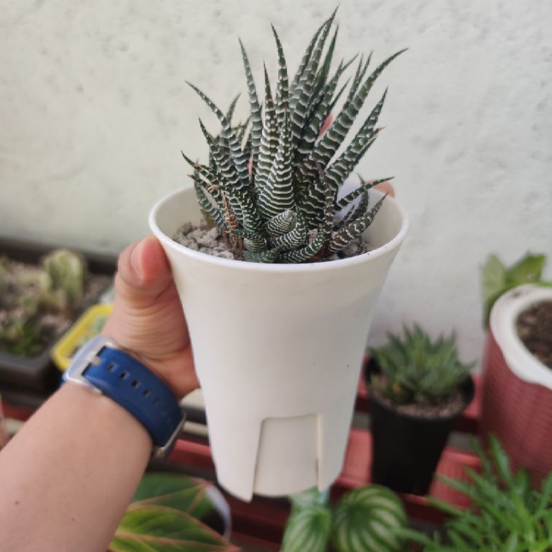 Root care Pot for taking care of your plant roots, succulent pot ...
