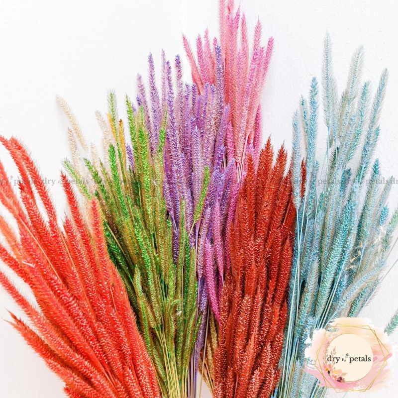 Dried Rattail Flower (25-30 stems) Natural Dried Flower Cake Topper DIY ...