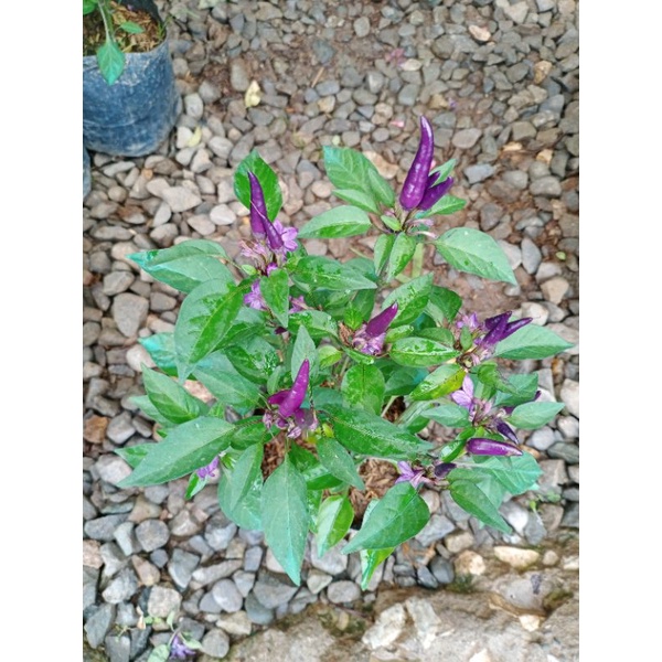 Purple sili/korean sili (luzon area only) | Shopee Philippines