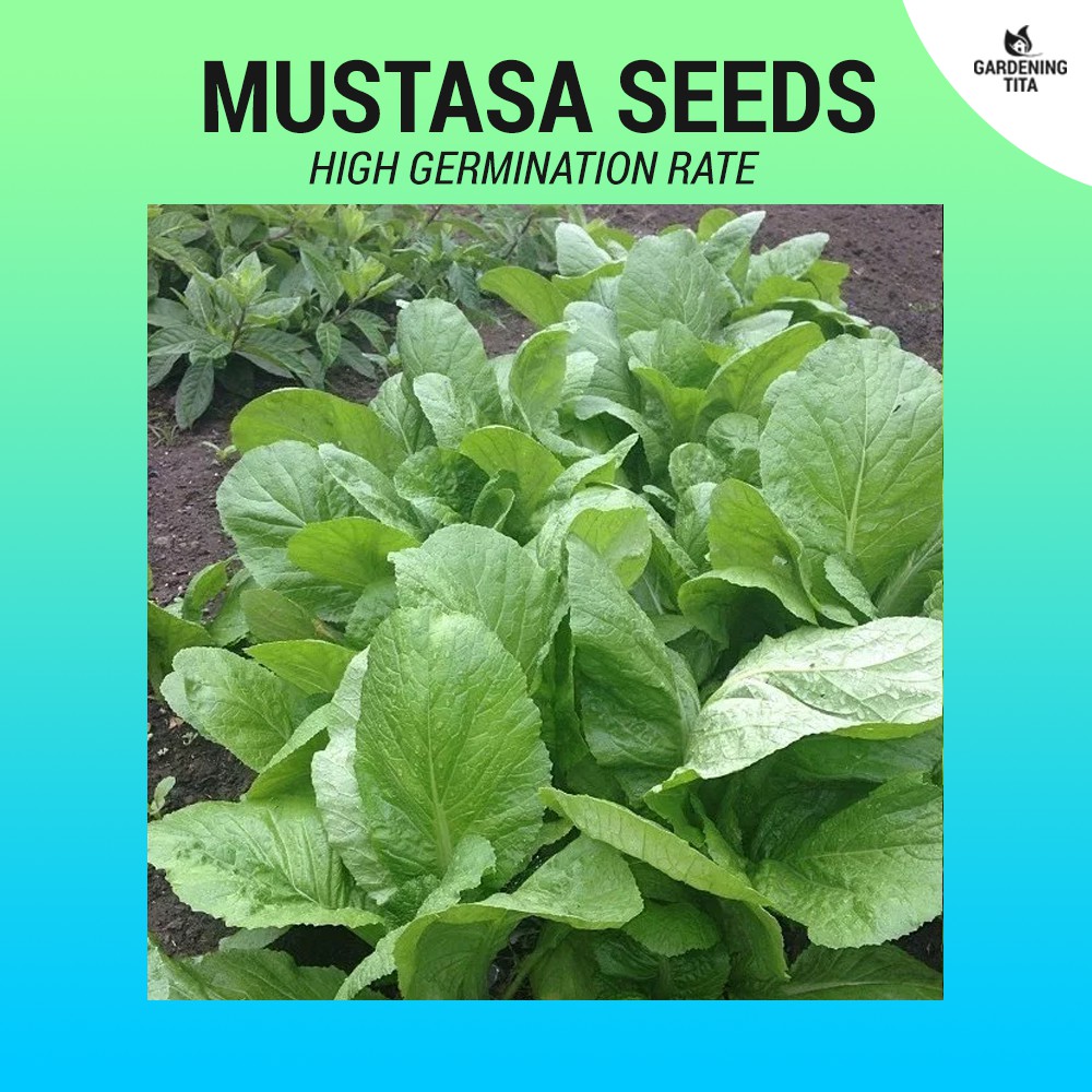 Mustasa Seeds ~ 1000 pcs | Shopee Philippines