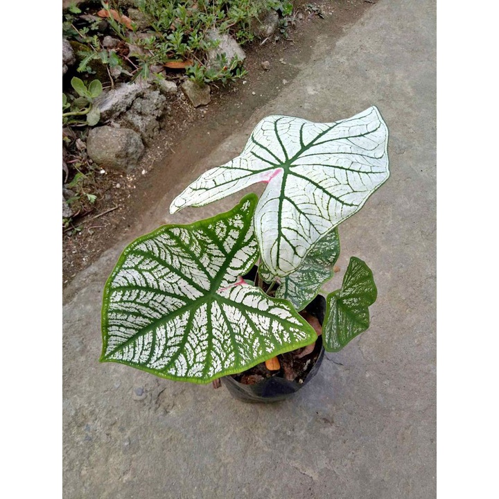 caladium white christmas bulb plant | Shopee Philippines