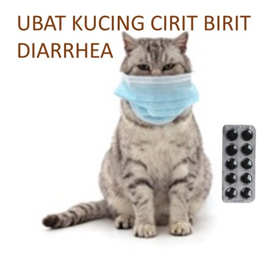 UBAT CIRIT BIRIT KUCING, MUNTAH, KERACUNAN CAT DIARRHEA, FOOD POISONING ...