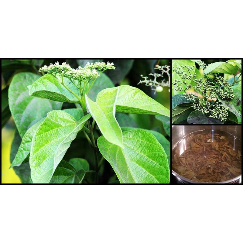 ALAGAW SEEDLINGS 30-40CM | Shopee Philippines