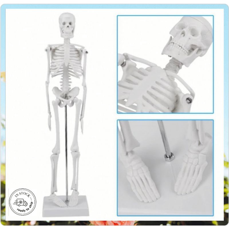 Mini Human Skeleton Destop Model Rangka Tulang Manusia | Shopee Philippines
