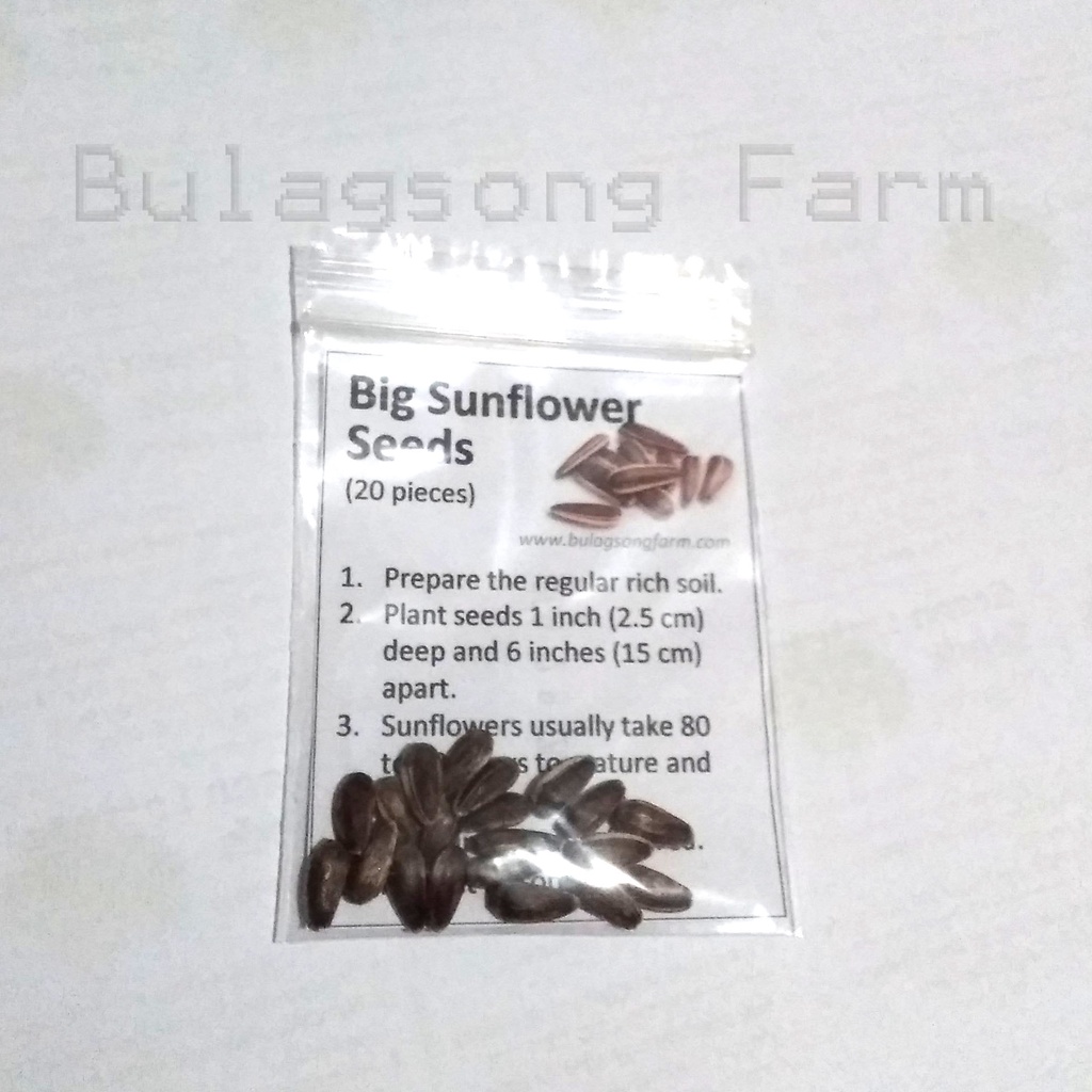Big Sunflower Seeds (15 seeds / 30 seeds) | Shopee Philippines