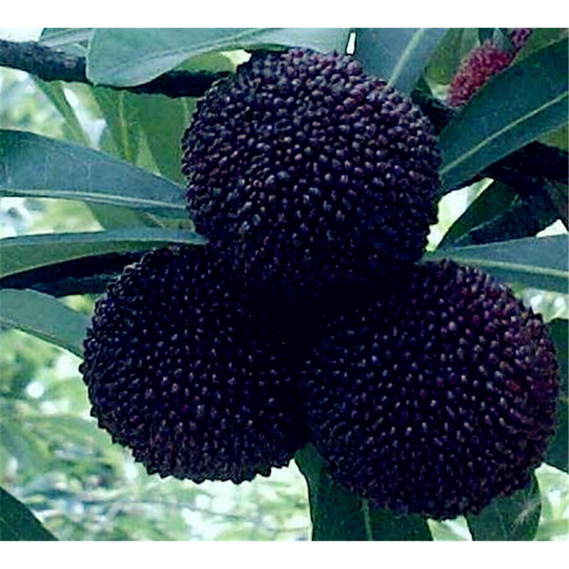 Sweet Myrica rubra Seeds Rare exotic Tropical fruit tree seeds edible ...