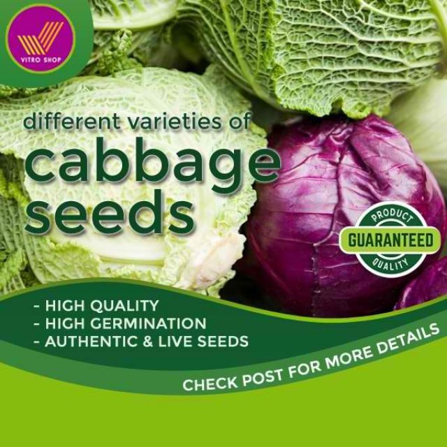 Cabbage Seeds Collection - Golden Acre Red Acre Napa Cabbage Broccolli ...