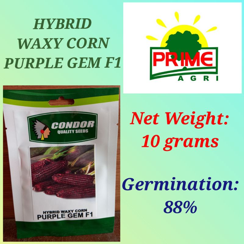 HYBRID WAXY CORN PURPLE GEM F1 - CONDOR QUALITY SEEDS | Shopee Philippines