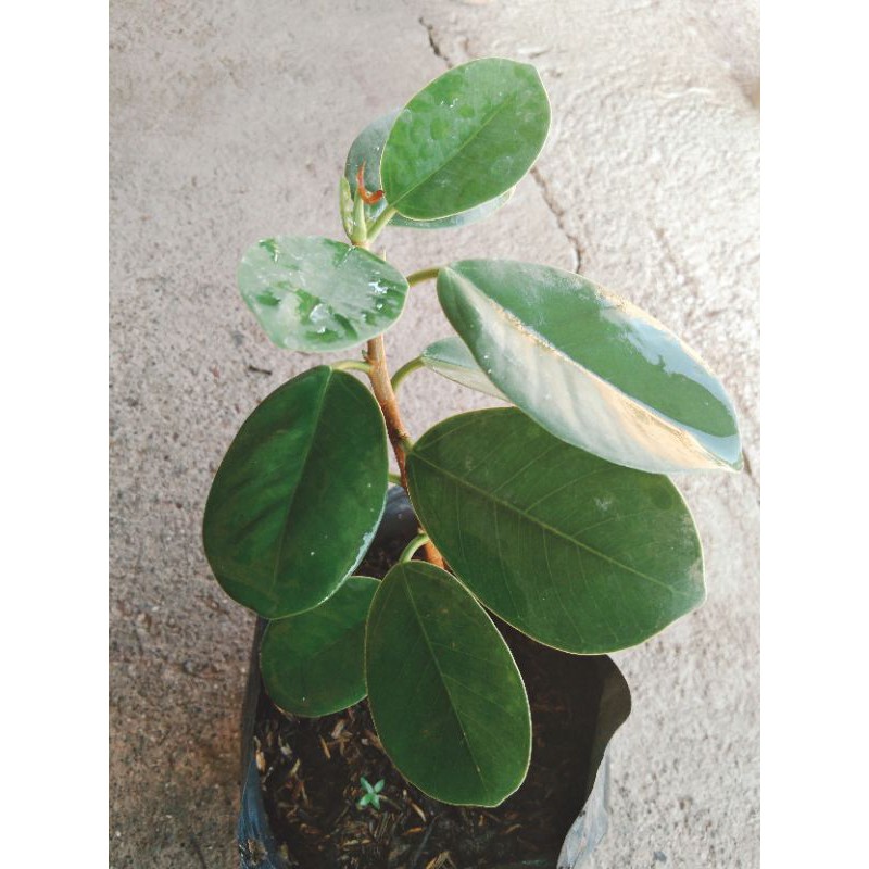 Ficus Nana (Money Plant) | Shopee Philippines