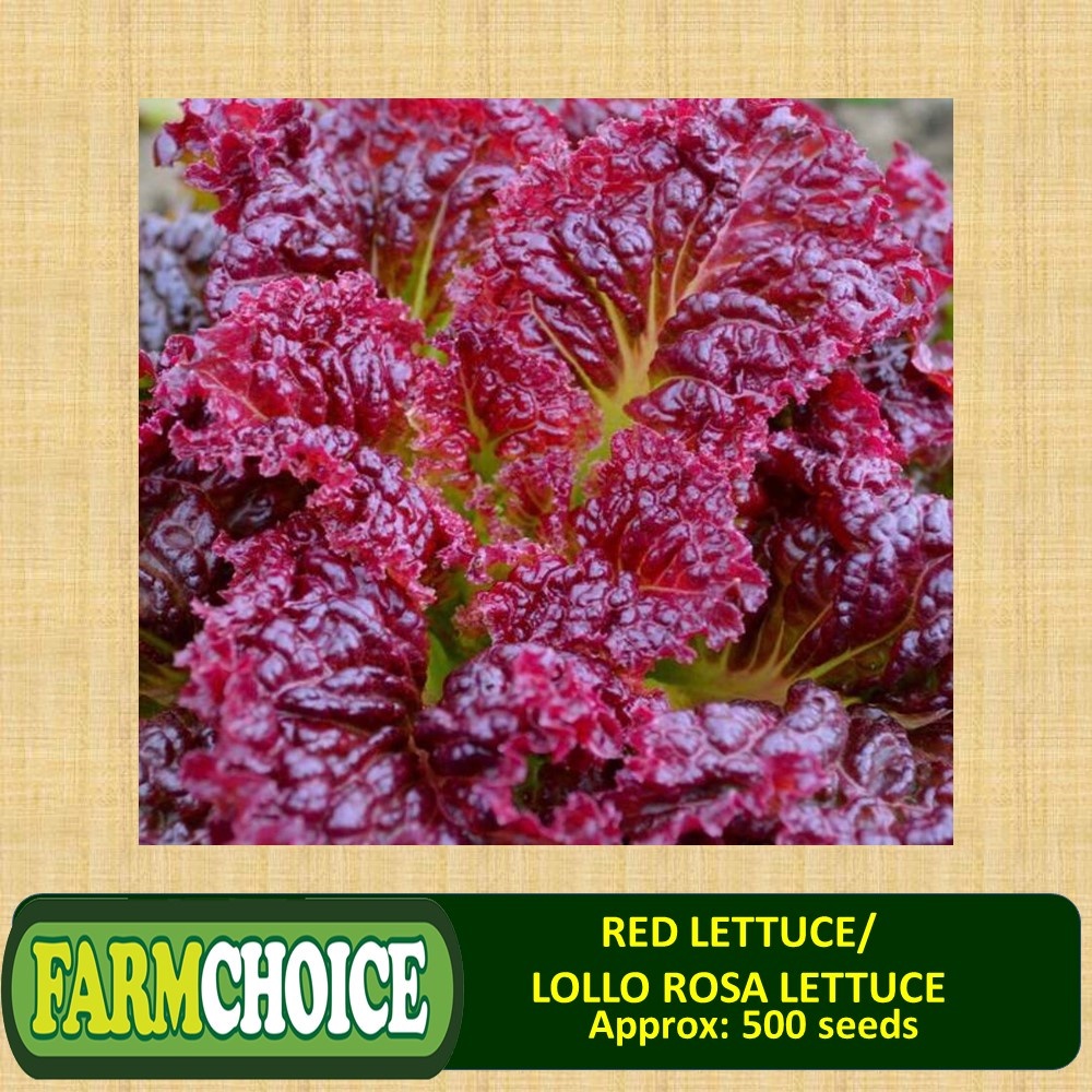 Red Lettuce - Lollo Rosa (500 seeds) | Shopee Philippines