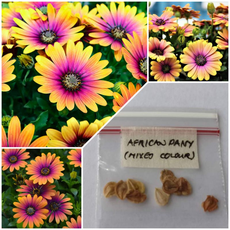 African Daisy Mixed Colour Seeds | Shopee Philippines