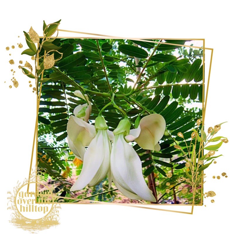 Katuray Flower Nutrients | Best Flower Site