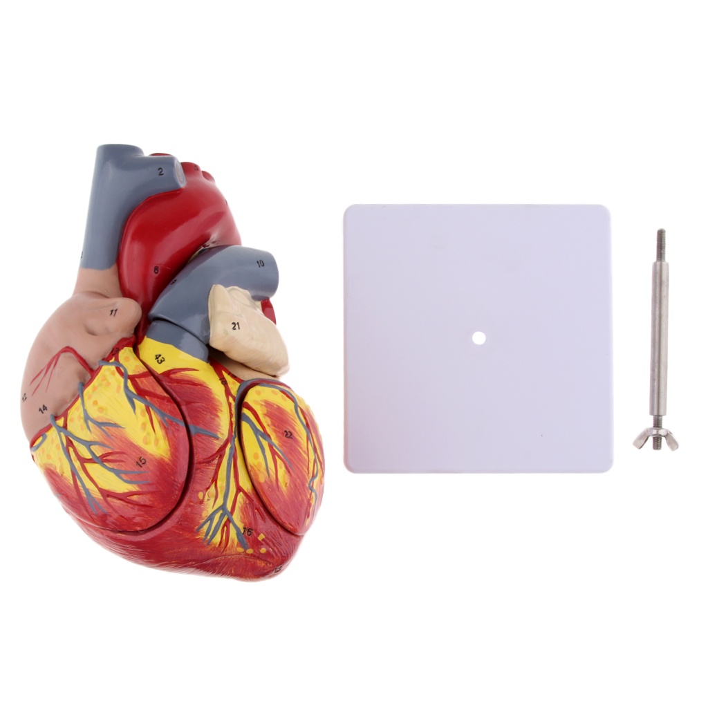 Premium 1: 2.5 Human Heart Anatomy PVC Plastic Professional Anatomical ...