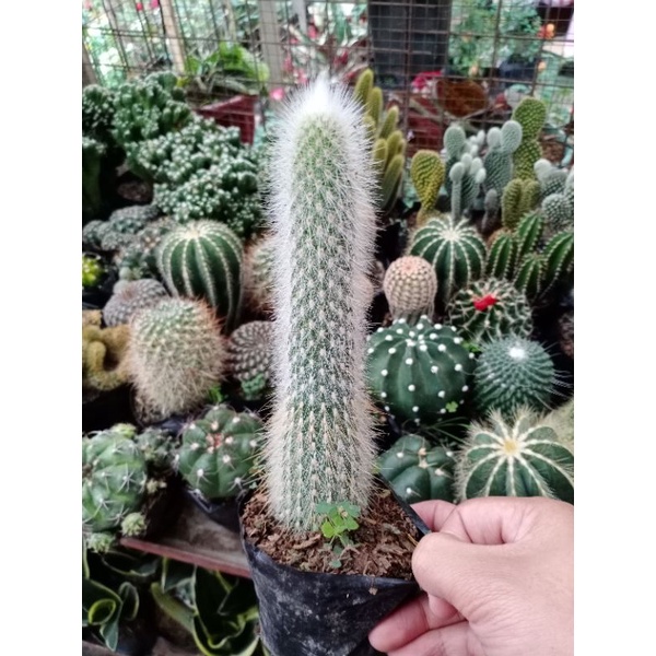 Silver or Woolly Torch cactus "cleistocactus strausii" | Shopee Philippines