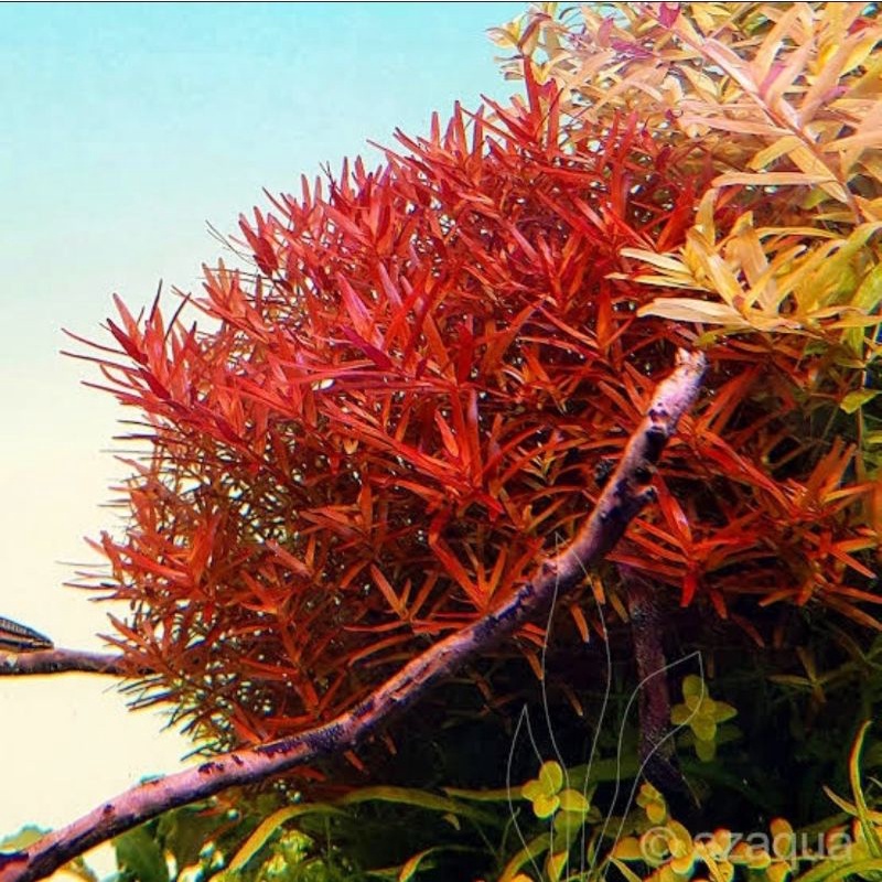 Rotala H'Ra Aquatic Plants (20 Stems) | Shopee Philippines