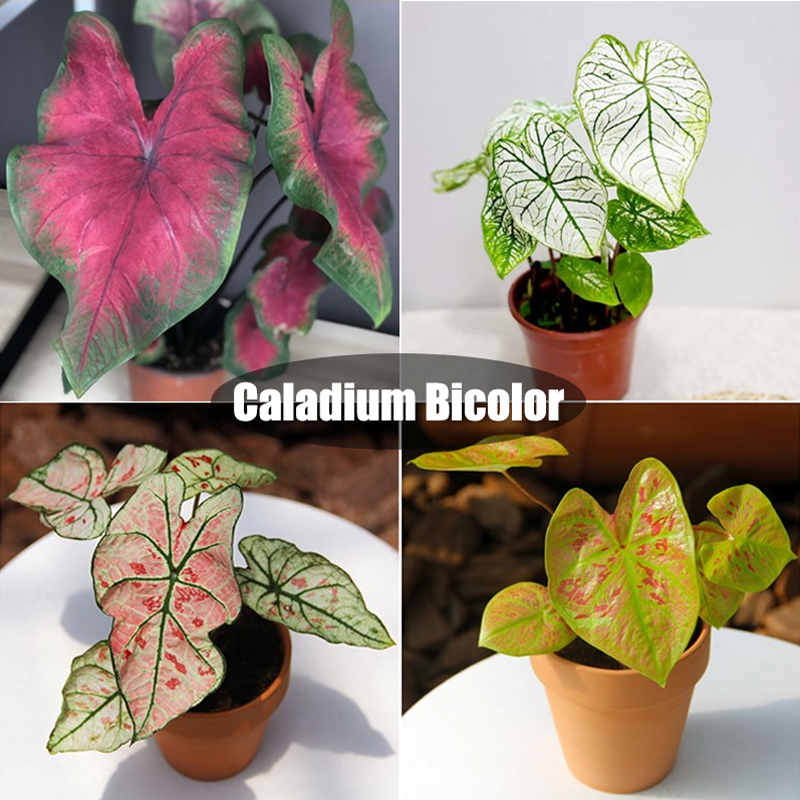 20Pcs/bag Caladium bicolor seeds Potted Plant Bonsai | Shopee Philippines