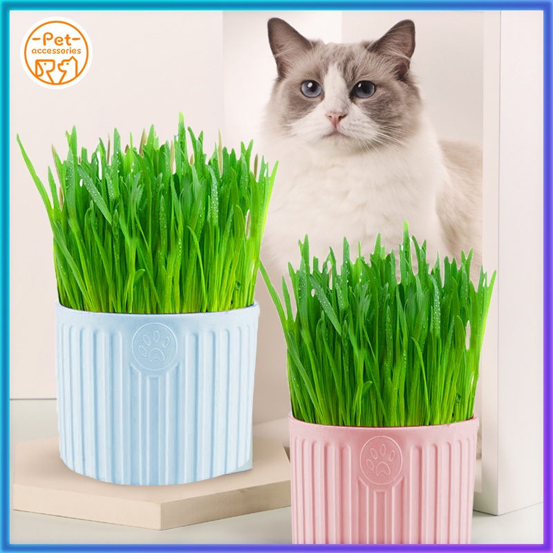 Cat grass seeds knit with pot and solid | Shopee Philippines