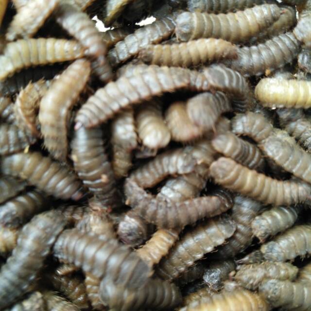 Prepupa And Pupa Flies BSF (500 gr) | Shopee Philippines