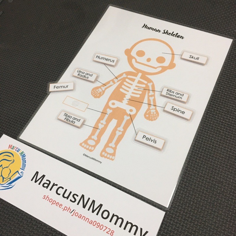 Human Skeleton Anatomy Game - Montessori Science Game | Shopee Philippines