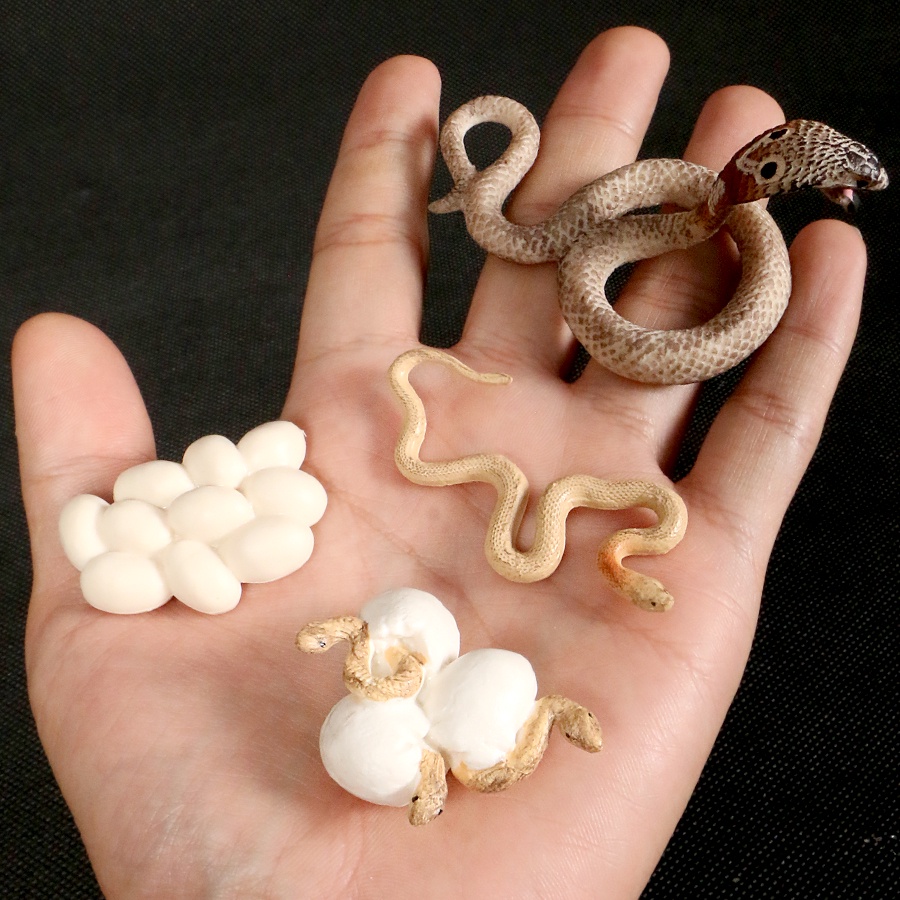 Simulation Dragonfly,Cobra,Sand Python Life Cycle Figurine,Human ...