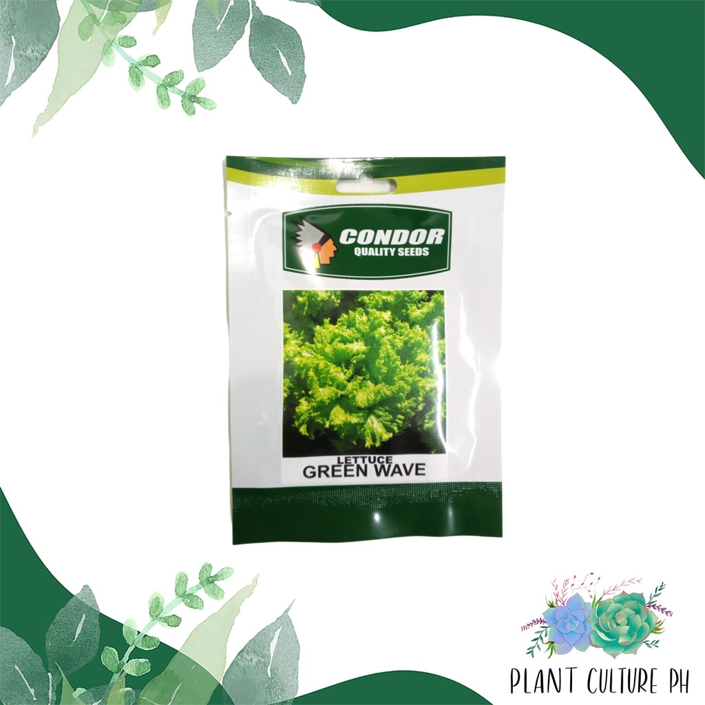 Condor Seeds Lettuce Varieties (Romaine, Iceberge, Green Wave, Lollo ...
