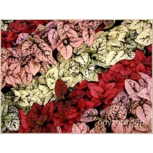 Guaranteed germination rate 25+ HYPOESTES POLKA DOT PLANT "SPLASH ...