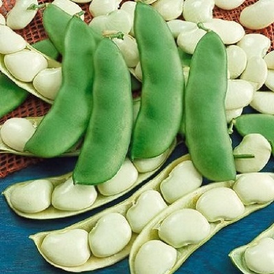 PATANI BEAN / LIMA BEAN (5 seeds) - Vegetable Seeds | Shopee Philippines