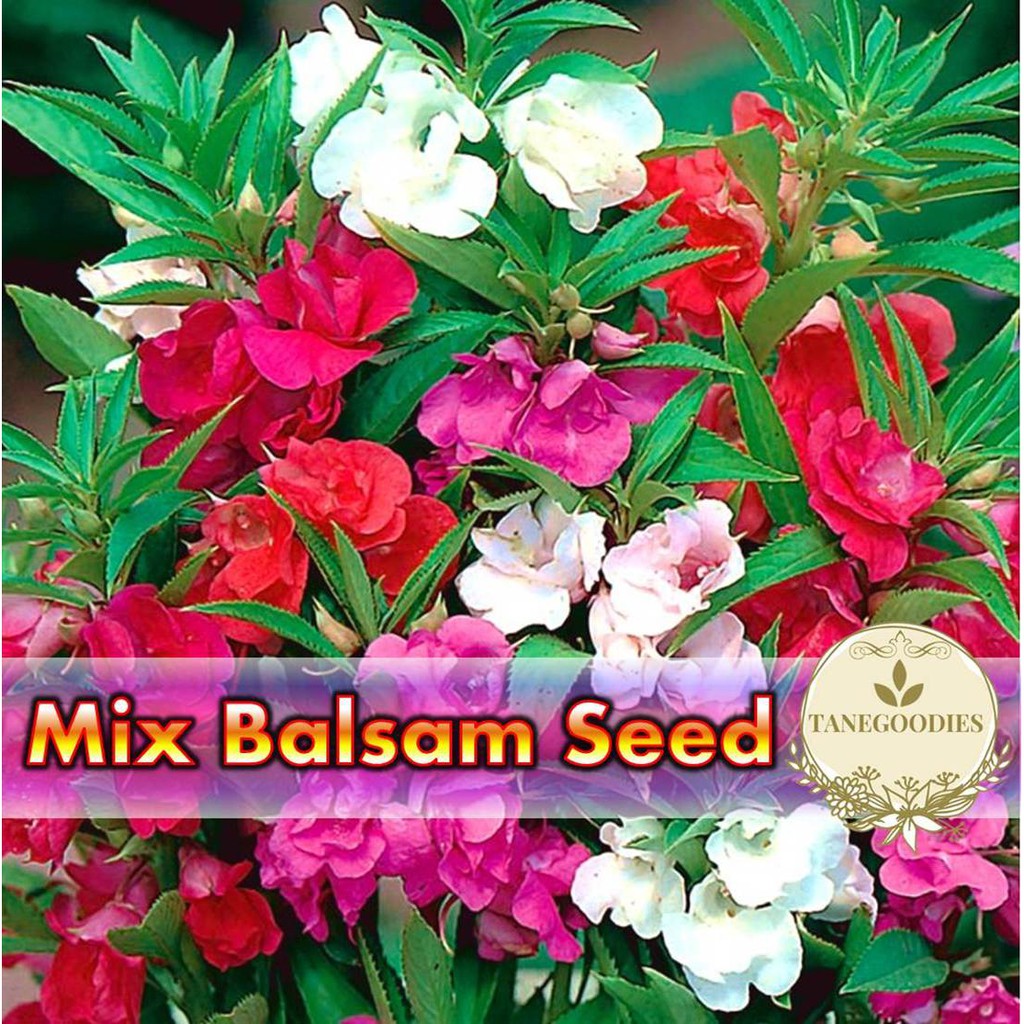 20pcs Seed Biji Benih Pokok Bunga Keembong Mix Color Balsam Flower ...