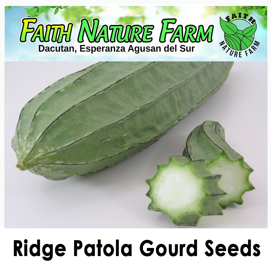 Ridge Patola Luffa Gourd (8 seeds) | Shopee Philippines