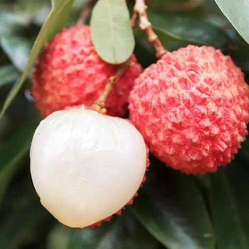 Lychee SWEET DRAGON Litchi FOR COLD UK EU CLIMATE Lyche Fruit Tree 1 ...