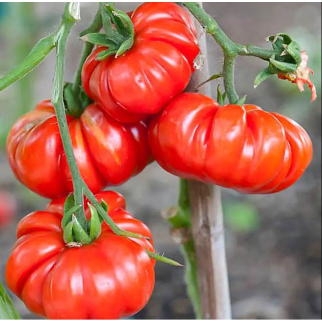 Beefsteak Tomato Heirloom Kamatis Vegetable Seeds ( 100 seeds ) - Basic ...