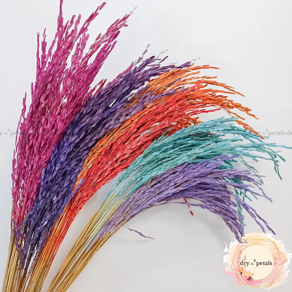 Dried Rice Flower (10 stems) Natural Dried Flower Boho Theme Cake ...