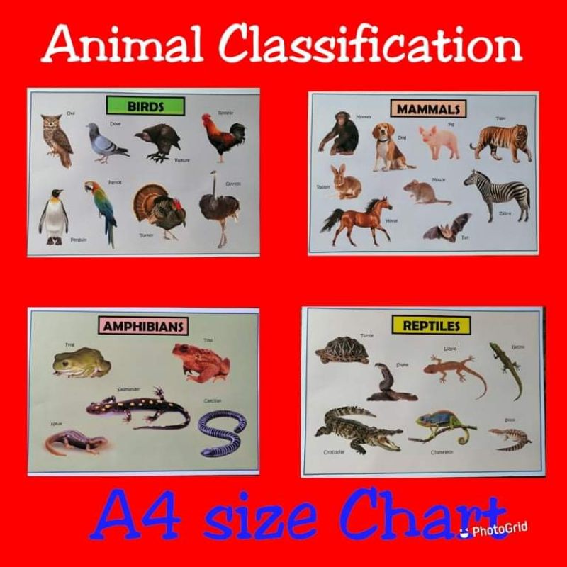 EDUCATIONAL CHART | SCIENCE | ANIMAL CLASSIFICATION | A4 SIZE teaching ...