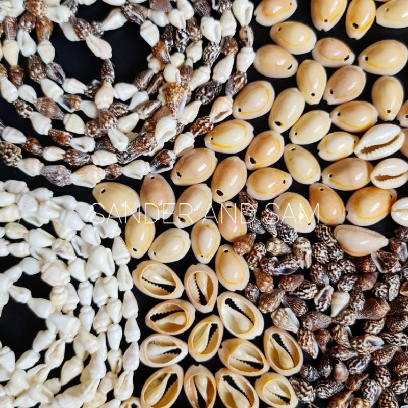 Cowrie Sigay Nassa Dove Umbonium Different Shell Natural Beads Holed ...