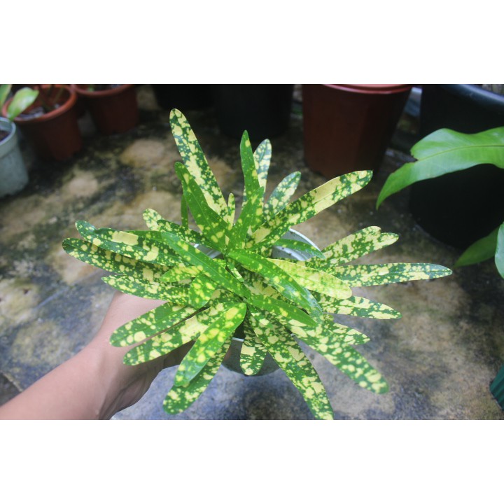 Croton Codiaeum Variegatum Punctatum Aureum | Shopee Philippines