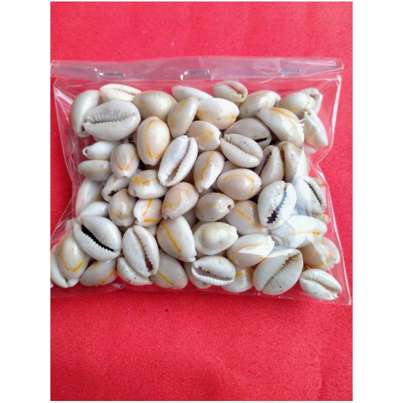 Original Shell Seeds For Decoration | Shopee Philippines