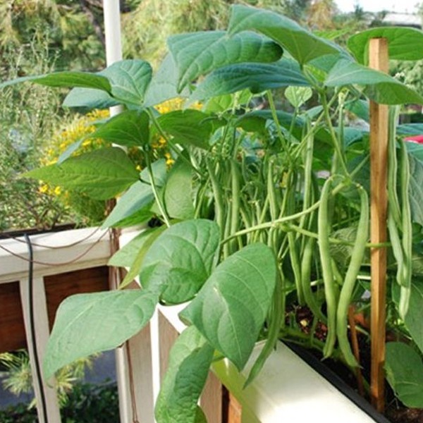 10PCS 【NEW】Beans / Sitao Seeds - Bush Sitao Brutus Seeds | Shopee ...