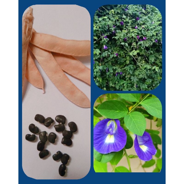 Butterfly Pea (10 Seeds) / Blue Ternate / Clitoria Ternatea | Shopee ...