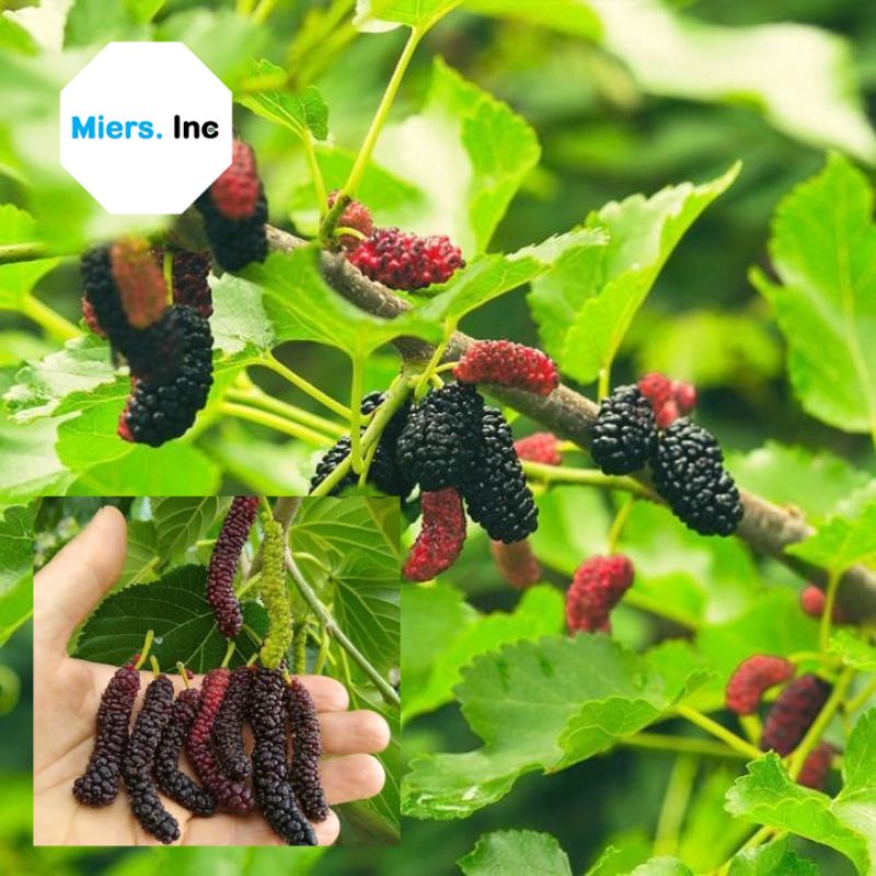 Mulberry Hybrid Australian | Shopee Philippines