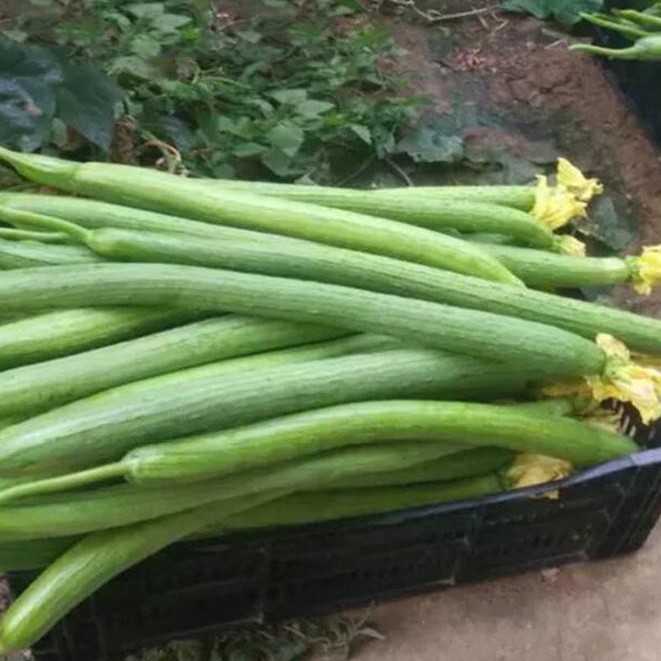 M&A PHC (30 seeds) Luffa/Patola Seeds - High Quality Long Luffa Plant ...