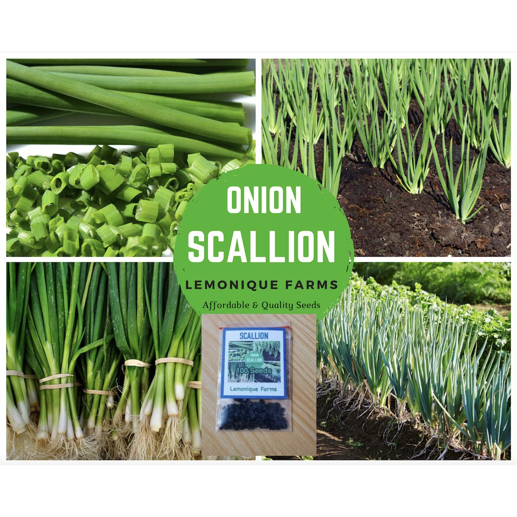 Scallion seeds | True scallion seeds by Lemonique Farms | Onion seeds ...