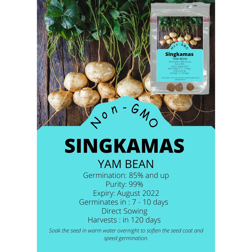 Singkamas Seeds (High Germination) | Shopee Philippines