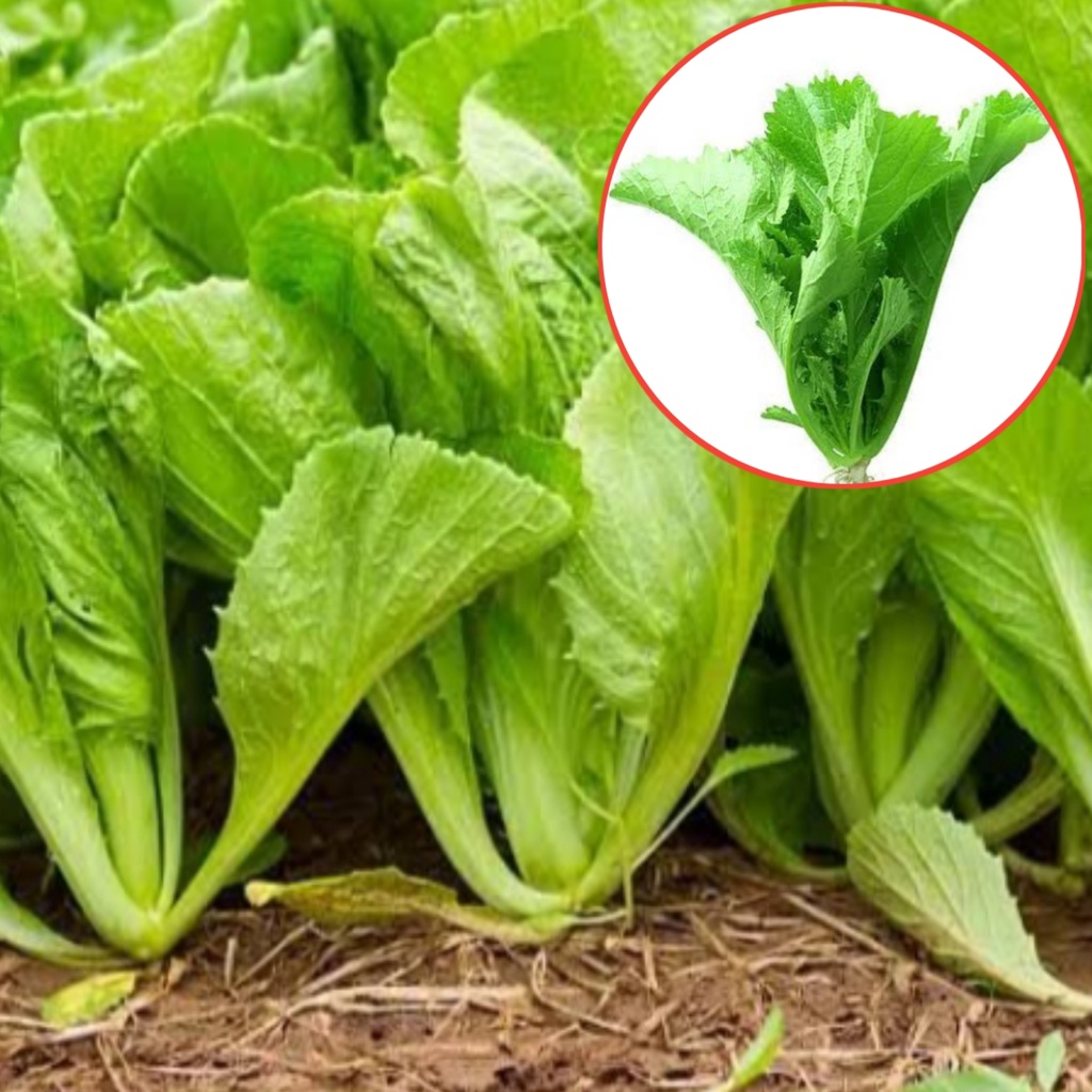 MUSTASA SEEDS 1 pack=200 seeds | Shopee Philippines