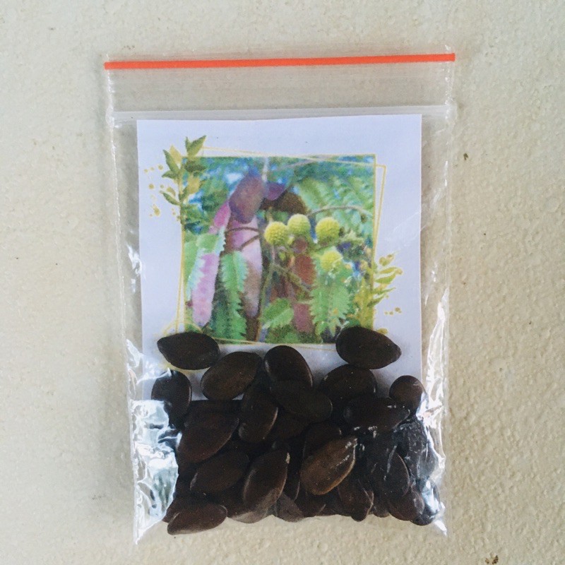 ipil ipil/ipil-ipil/river tamarind/guaje/miracle tree seeds and ...